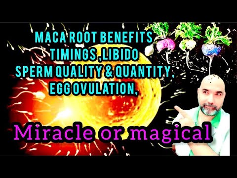 Maca root miracle benefits,Urdu/Hindi