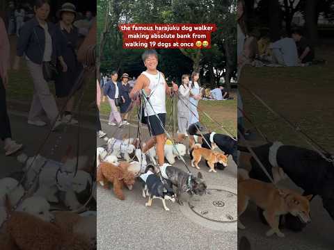 japanese guy walks 19 dogs at once 😭