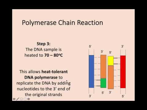 Higher Biology - 1.2 Replication of DNA