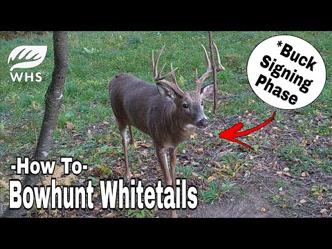 How To Bowhunt The Buck Signing Phase