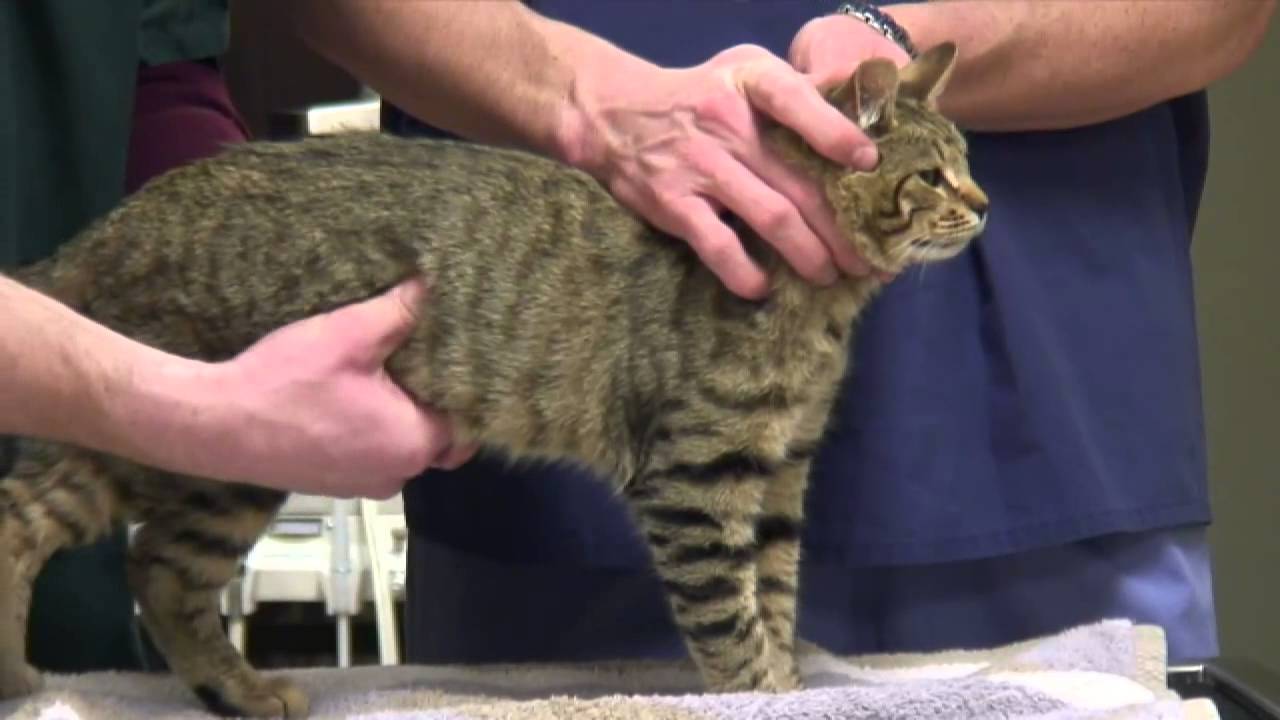 How to Recognize the Signs That a Cat Is Pregnant