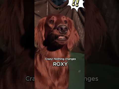 The amount of 4-letter names that end with the letter “Y” 🤦‍♀️😆 #funnydogs #dog