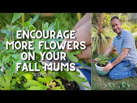 πΈEncourage More Flowers on Your Fall Mums π - #shorts