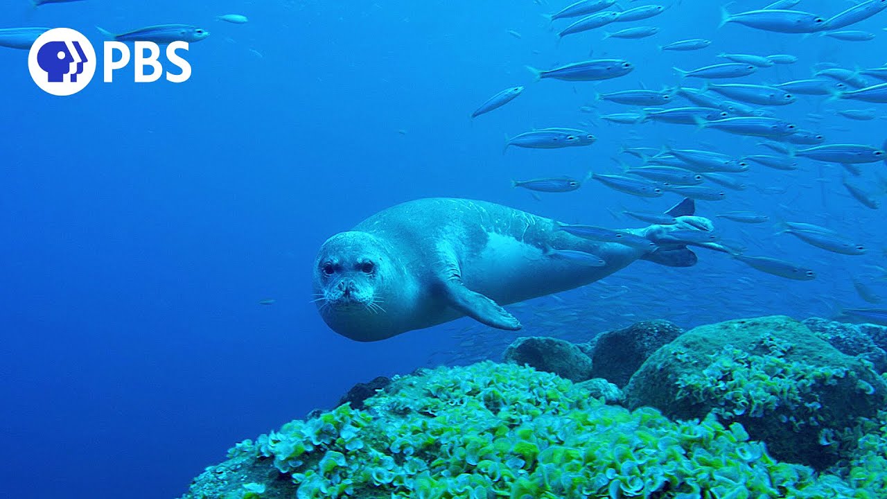 Monk Seals on the Brink of Extinction