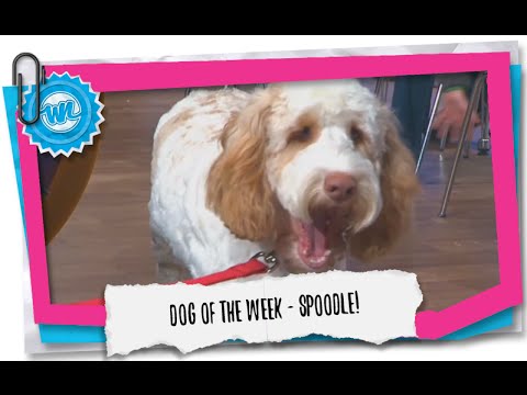 Dog of the Week - The Spoodle! | What Now