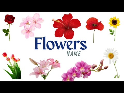Flowers Vocabulary For Kids l Flowers Name In English With Pictures l Names of Different Flowers