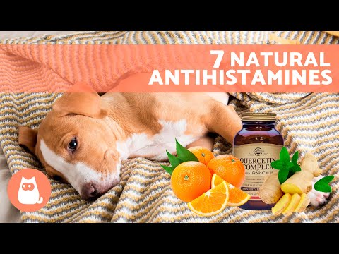 7 HOME REMEDIES for ALLERGIES in DOGS πΆβ
(Do These Natural Antihistamines Work?)