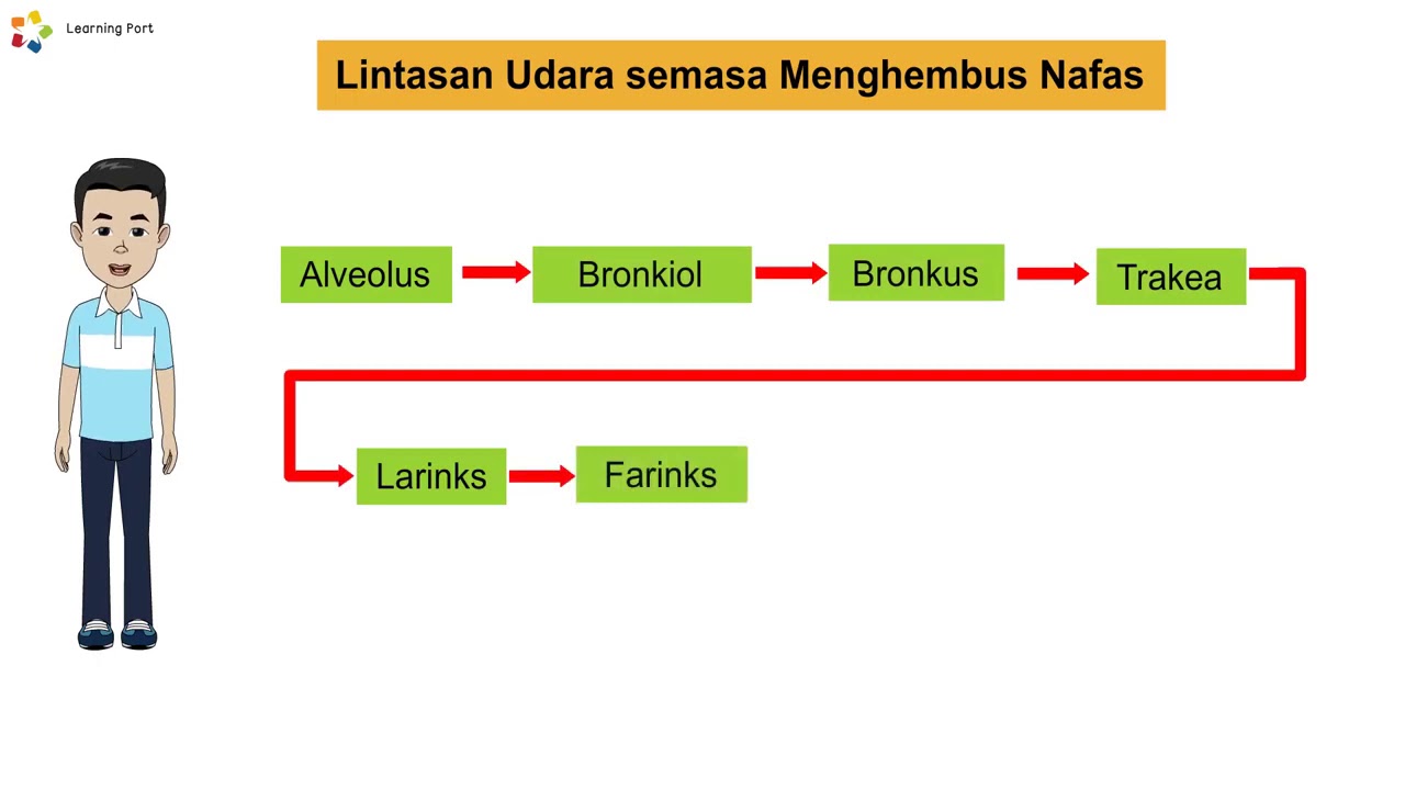 Sains KSSM Tingkatan 3 Bab 2 (2.1) - Struktur Sistem Respirasi Manusia