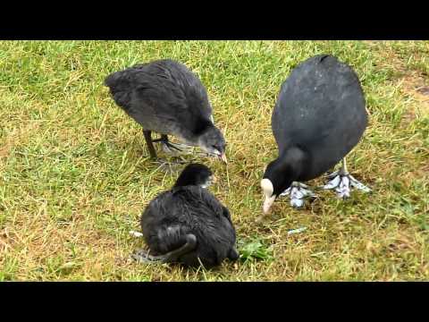 A Family of Coots in England