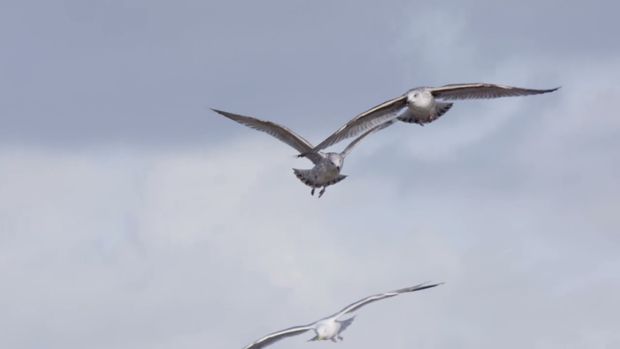 Oudelandse Zeedijk | Zuid-Hollands Landschap