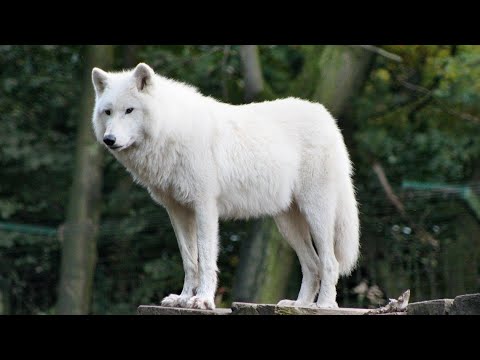 WHAT DOES THE SPIRITUAL MEANING IF YOU SEE A WHITE WOLF ?
