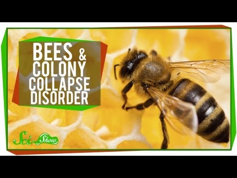 Vanishing Honey Bees | Call Me Stormy