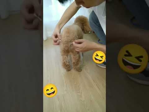 When dog in period l life hack #shorts #trending #fyp