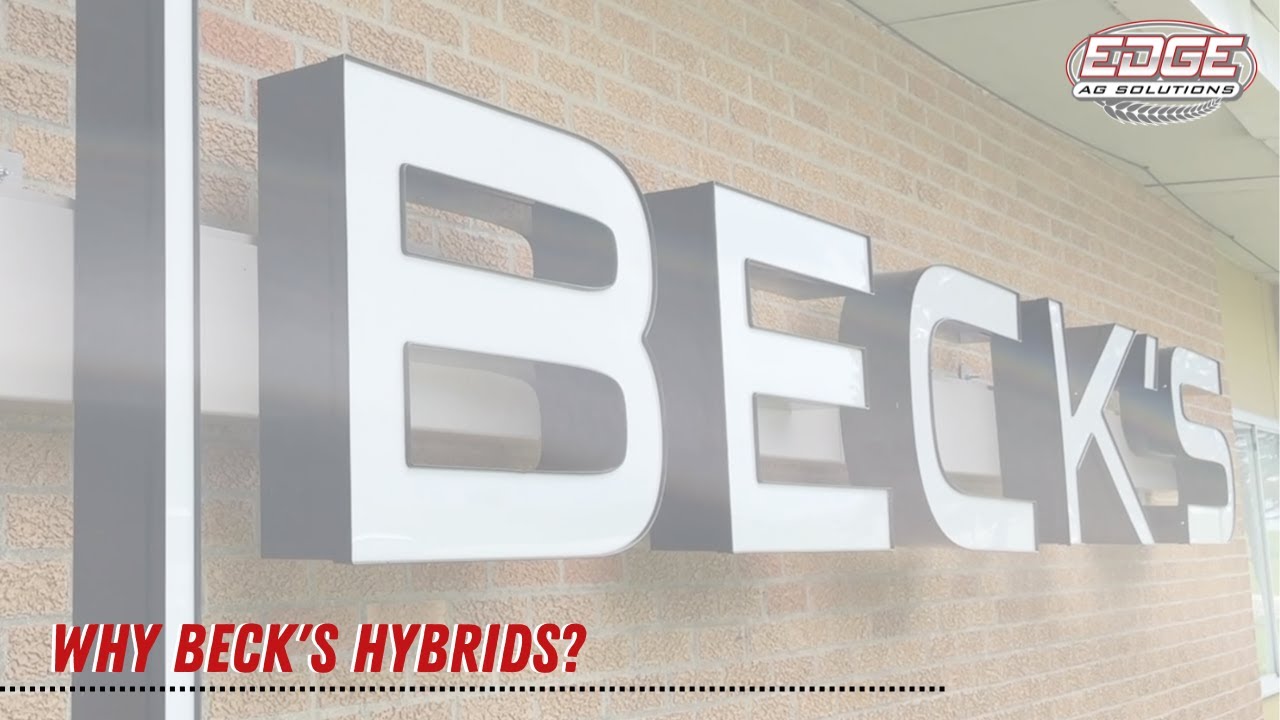Why Beck's Hybrids?