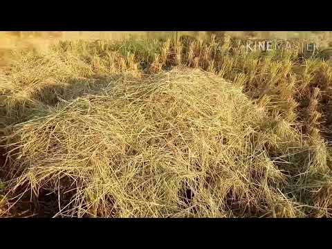 New KS Paddy straw chopper -Standard 460