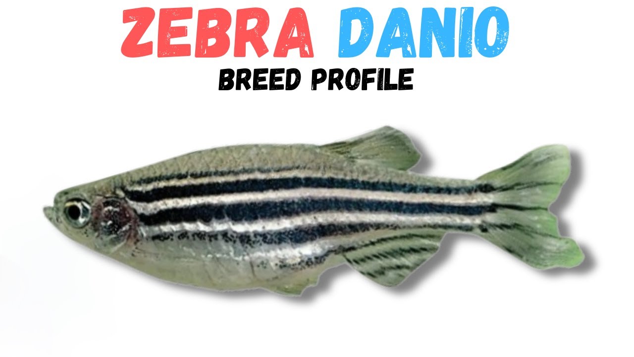Zebra Danio Fish Care Guide | Tank Setup Feeding Compatibility & Lifespan