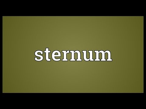 Sternum Meaning