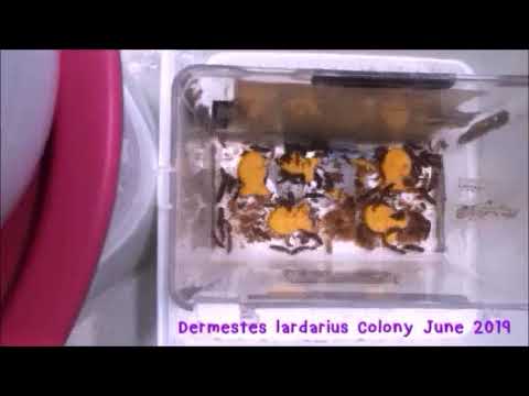 Larder Beetle Dermestids Timelapses Part #47,160 87