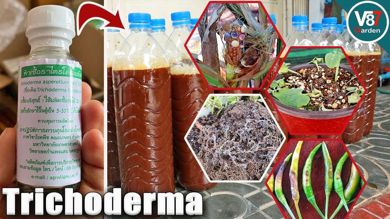 How to Use Trichoderma That You Never Know