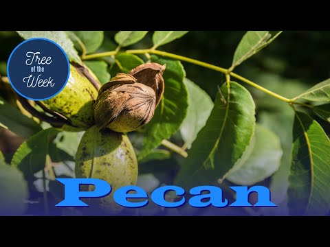 Tree of the Week: Pecan