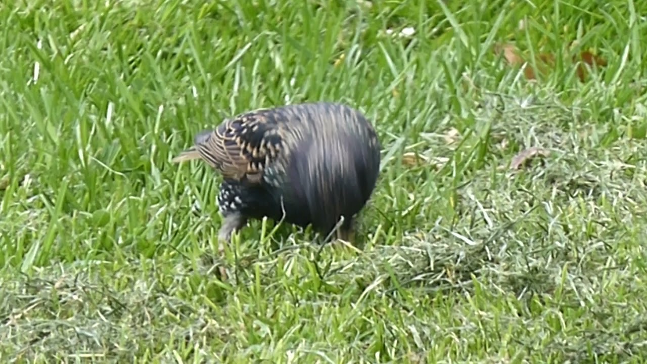 Starling foraging