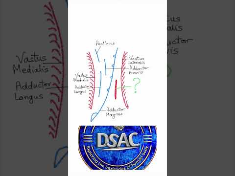 Osteology Anatomy Quiz, Attachments on linea aspera of femur #shorts #attachmentsonfemur