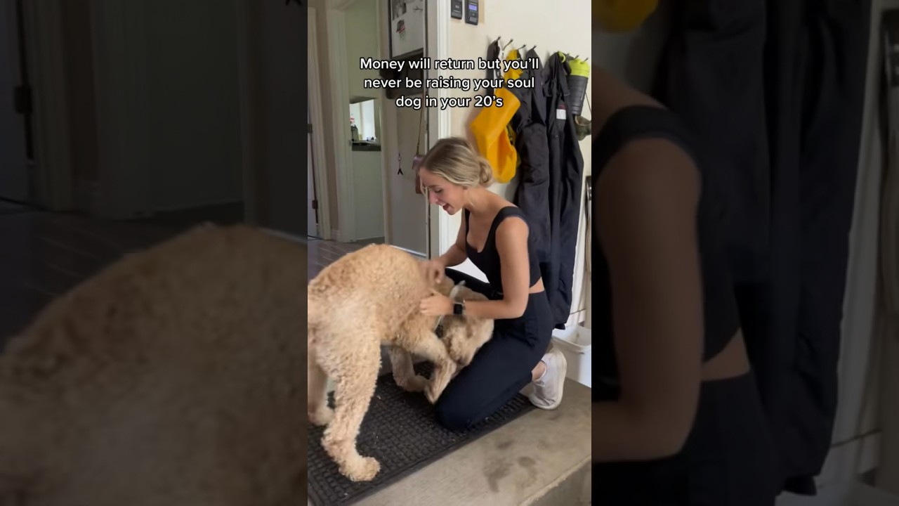 Furever my 1st child #goldendoodle #dogs