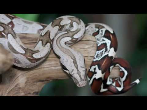 Boa Constrictor Pictures