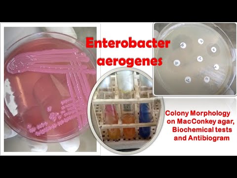 Enterobacter aerogenes Colony Morphology on MacConkey agar, Biochemical tests, and Antibiogram Demo