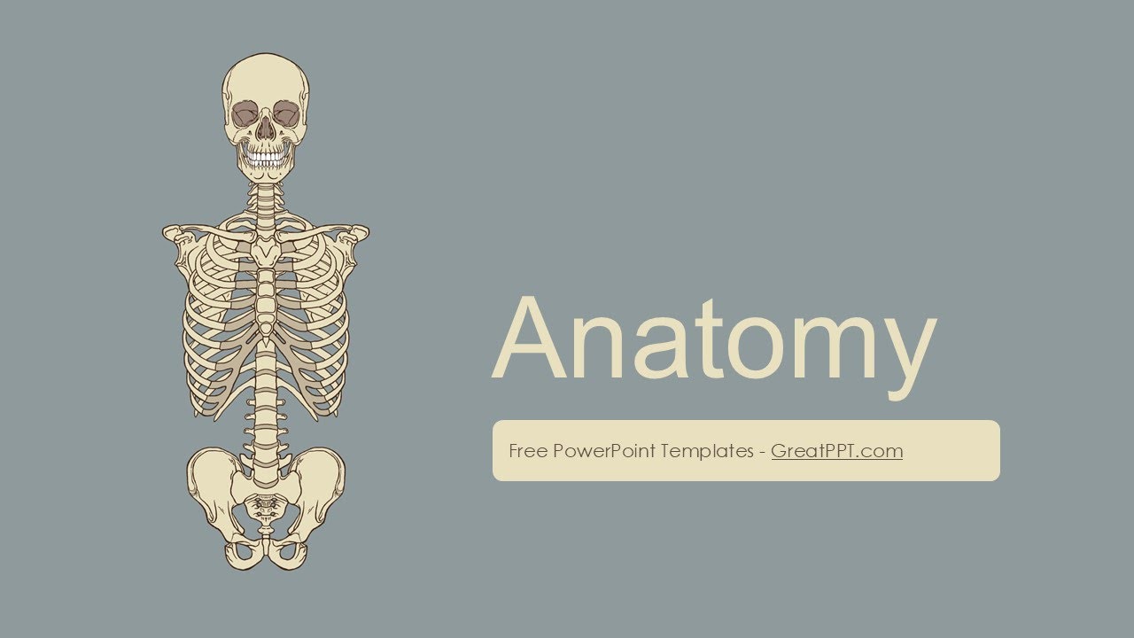 Anatomy PowerPoint Template & Google Slides Theme by GreatPPT