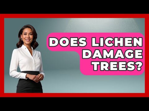 Does Lichen Damage Trees? - Exploring Campgrounds