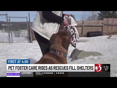 Coalition aims to improve state’s ability to handle influx of rescue dogs