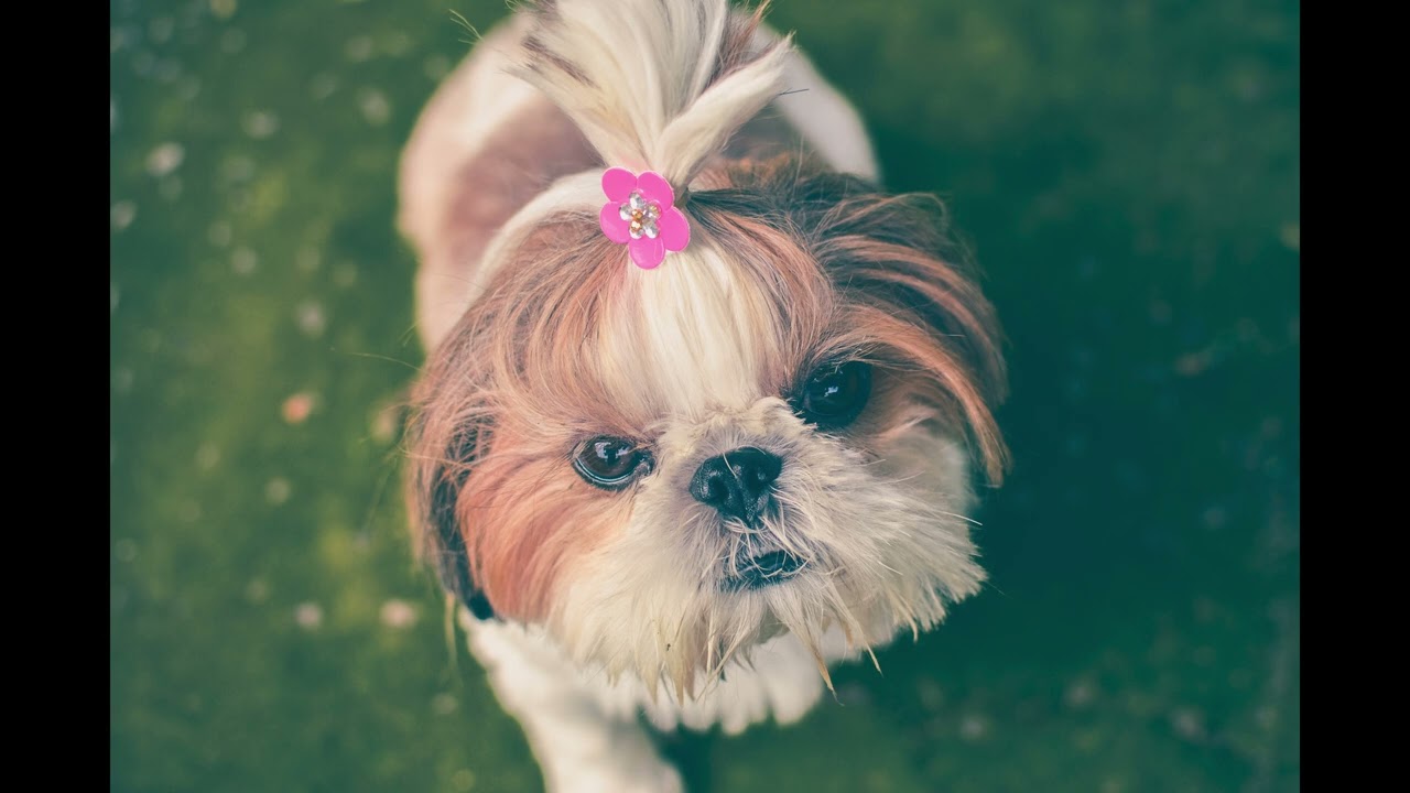 Dog Photo Gallery | Photography | No Music | TV Art Slideshow | 2 Hour Dog & Puppy Photography