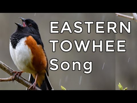 Eastern Towhee Song & Calls (TWO Most Common Sounds)