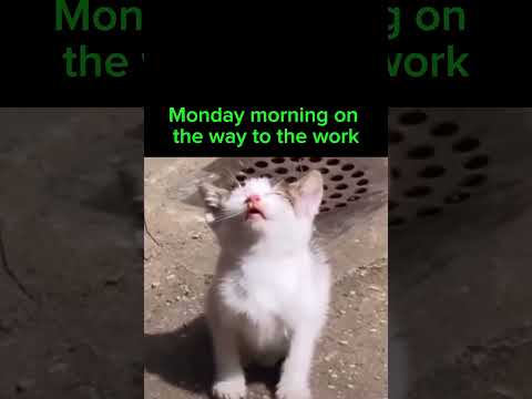 #shorts #animals #pets #monday #work #job #funny #cats #catshorts