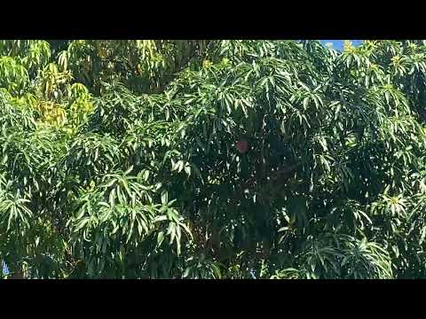 🥭Huge Mango Trees in Hawaii.
