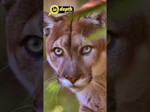 Florida Panther: Interesting facts about the State Animal of Florida | In depth #shorts