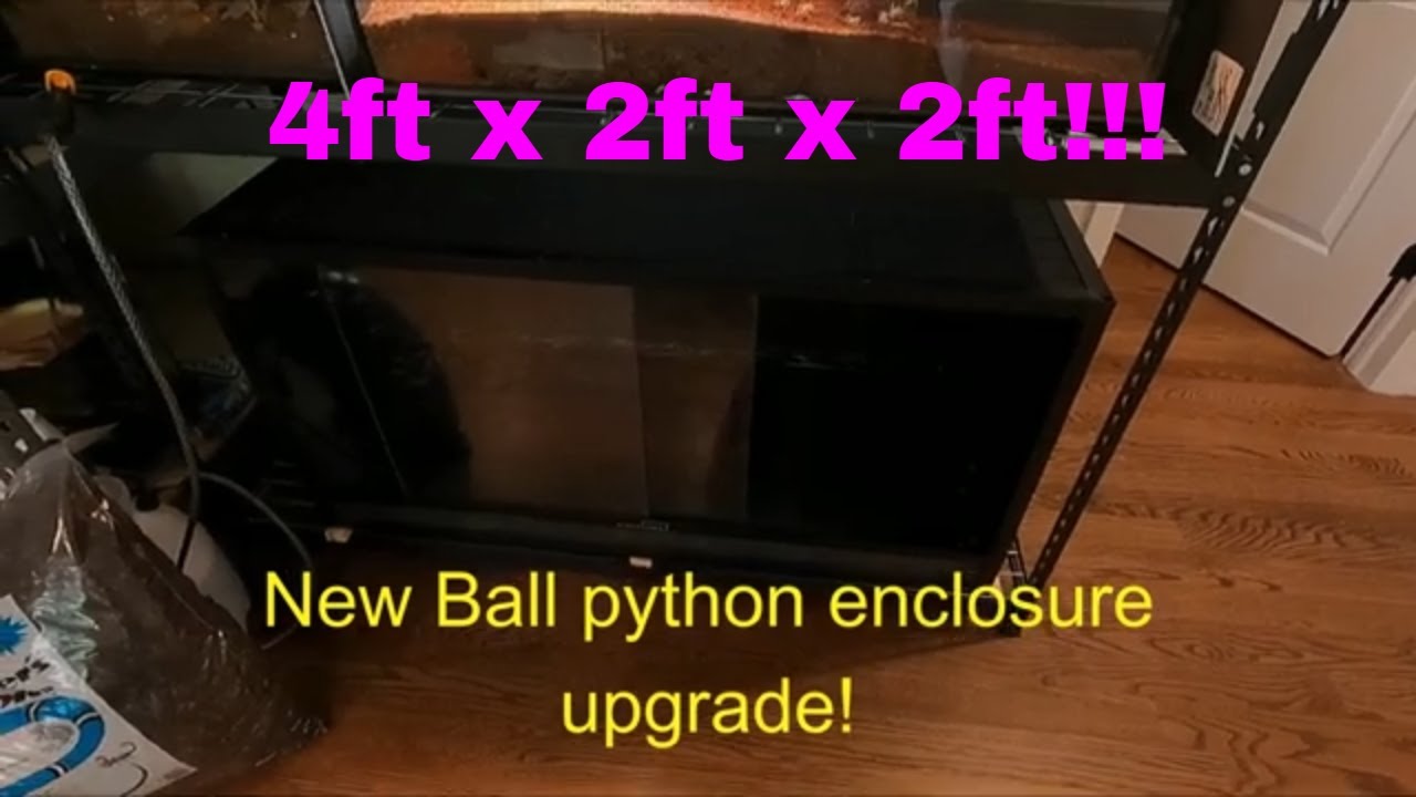 New Ball Python Setup