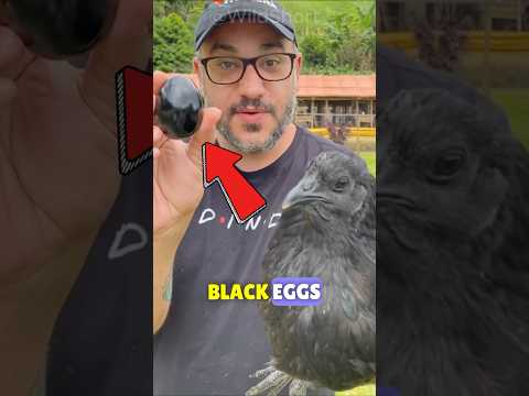 The Rooster That's Black To The Bone!🐓🖤 | Ayam Cemani: The Enigmatic Black Rooster