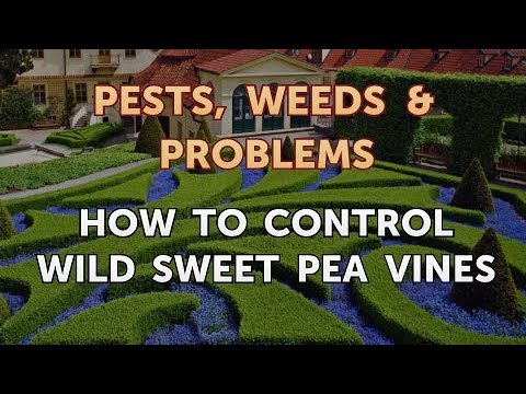 How to Control Wild Sweet Pea Vines