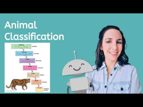 What is Animal Classification?