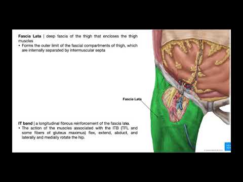 The Tensor Fascia Lata EXPLAINED