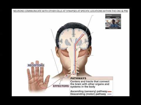 Synapses & Neurotransmitters