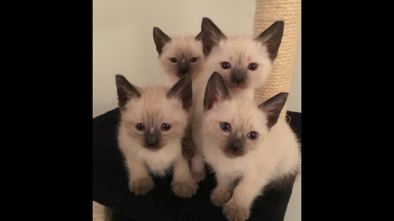 adorable Siamese Kittens, 6 Weeks Old / Bucketlist