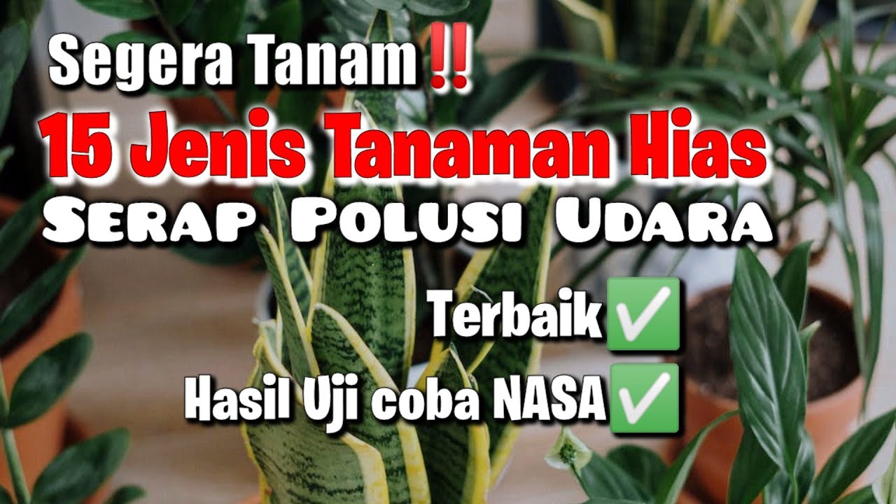 11 Cara Sehat Atasi Polusi Udara di Jakarta yang Mengerikan: Tanam ...