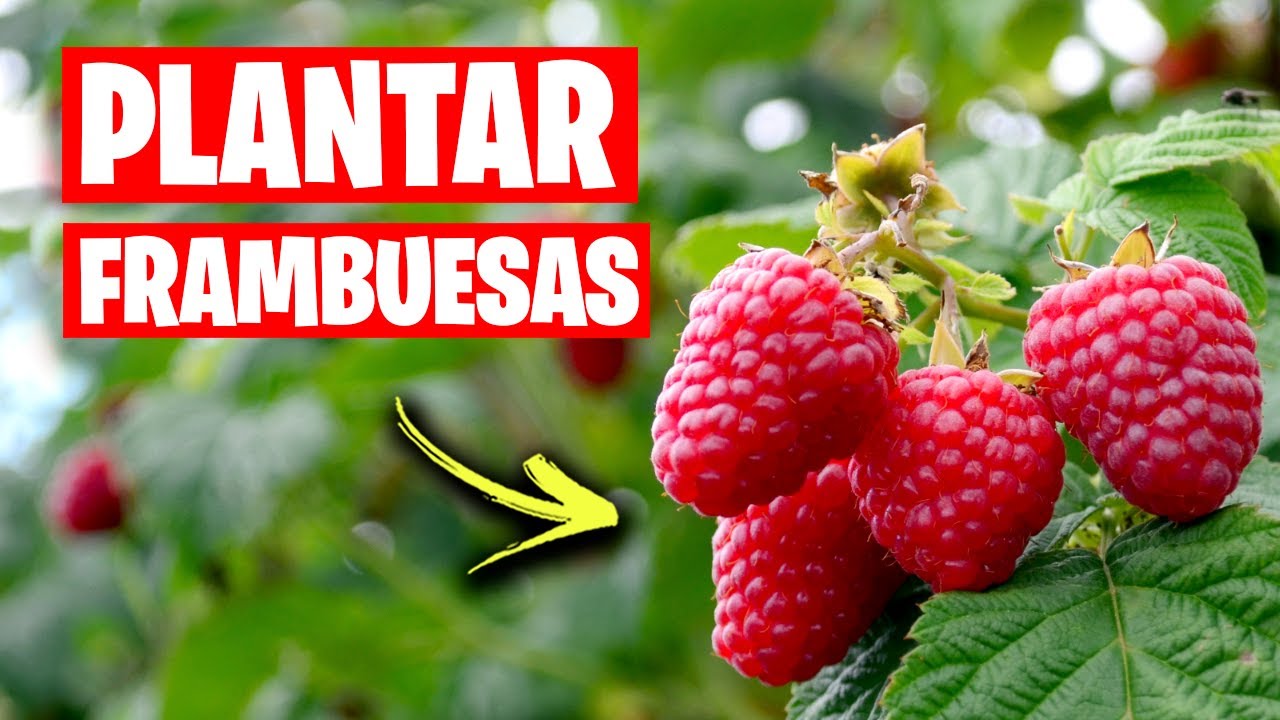 Como plantar frambuesas guía completa | Plantas