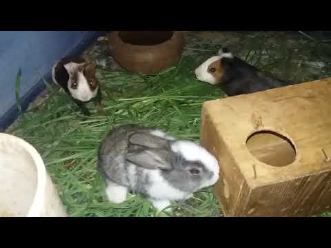 Do rabbits get along with guinea pigs?