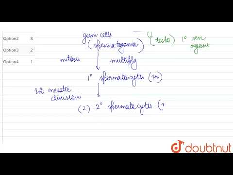 How many sperms are formed from a secondary spermatocyte? | 12 | HUMAN REPRODUCTION | BIOLOGY | ...