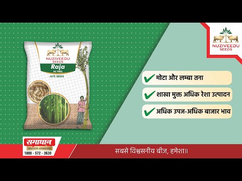 Jute Seeds - Wholesale Price & Mandi Rate for Jute Seeds