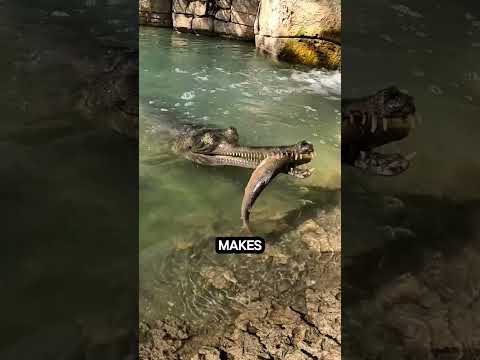 Indian Gharial #knowledge #animals #facts